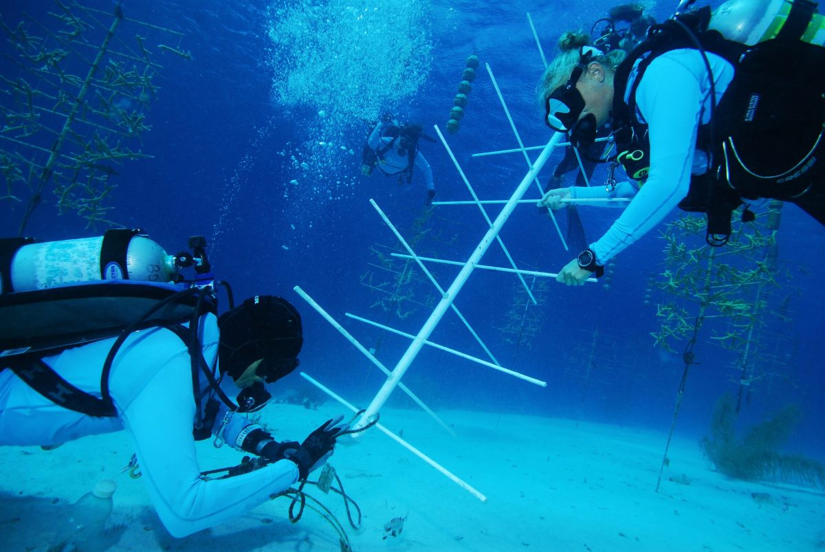 Reef Renewal Bonaire – Erica Lauer Vose