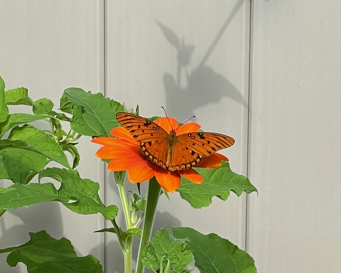 Gulf Fritillary Butterfly – Erica Lauer Vose