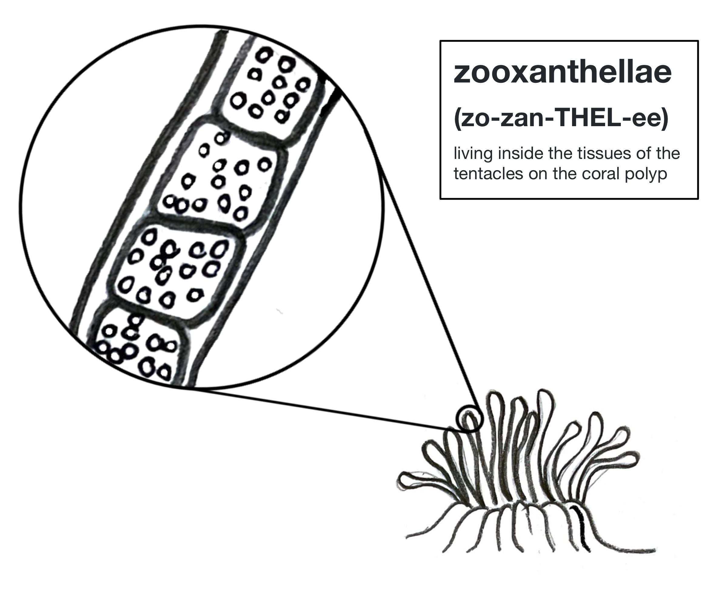 An Introduction to Coral – Erica Lauer Vose