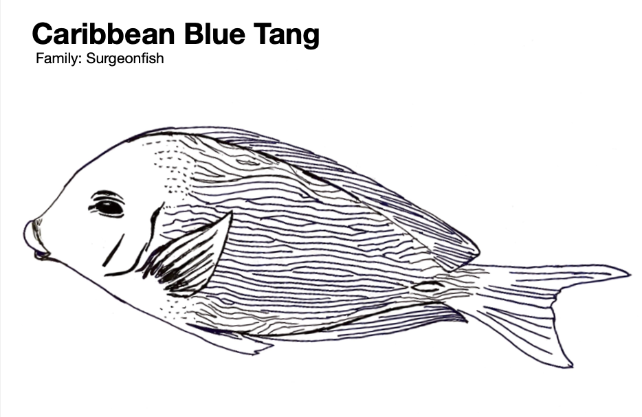 The Surgeonfish Family – Erica Lauer Vose